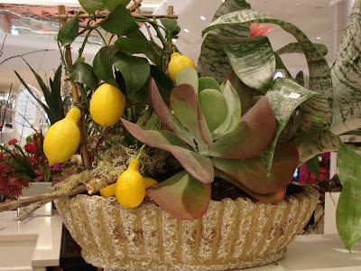 mandarine: Mediterranean Inspired - Mini Lemon tree