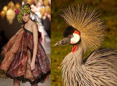 Ed Fadiel: Avian Fashion Bird Inspired Design