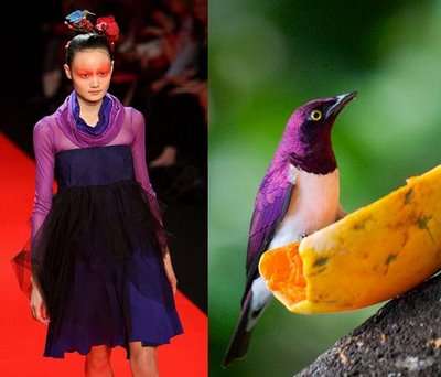Ed Fadiel: Avian Fashion Bird Inspired Design
