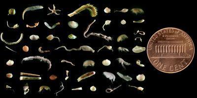 Bottom Feeders ~ Science Storiented