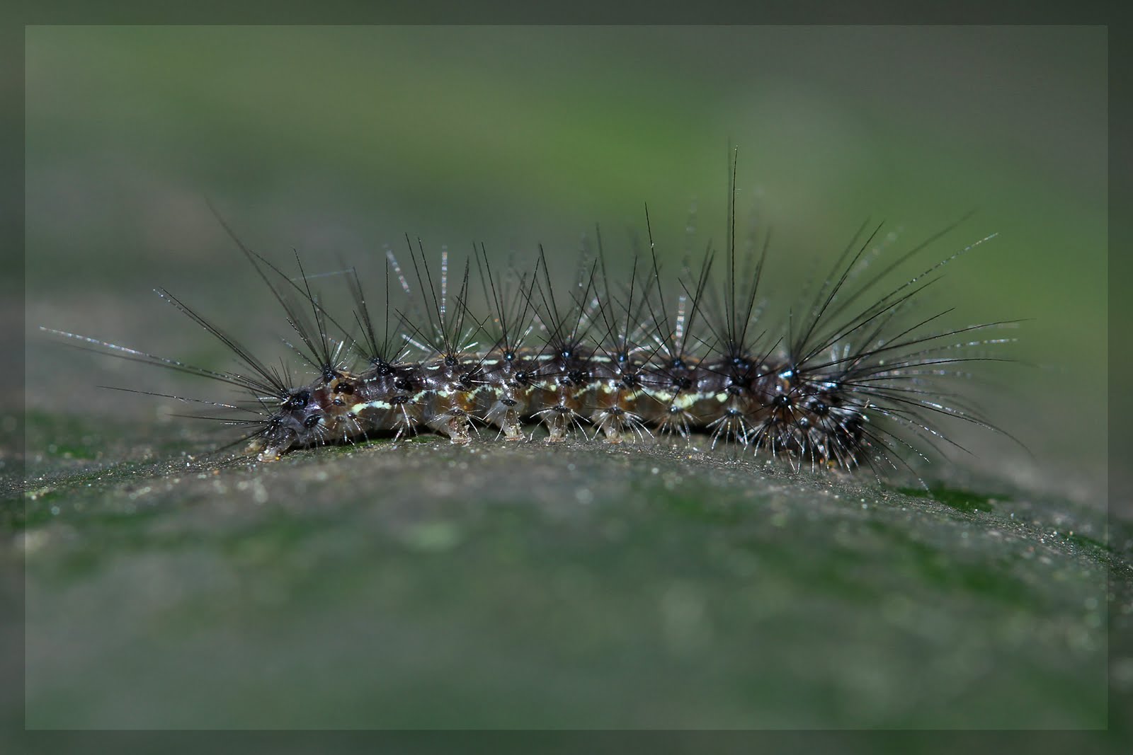 Sílvio e Ana: Vespa Gigante