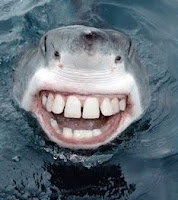 The Official Bum Site: Study Shows: Happy Sharks