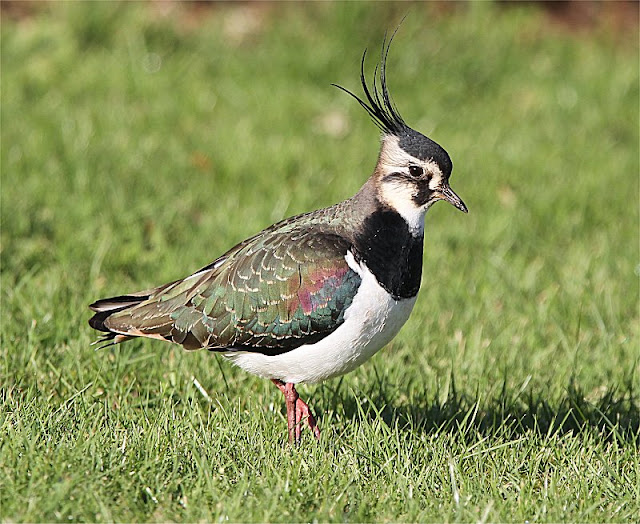 Murfs Wildlife : Lapwing