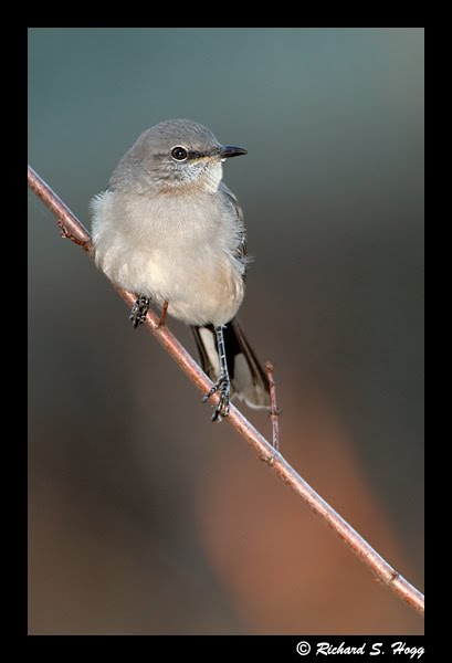 Richard Hogg Photography: Juvenile Northern Mockingbird