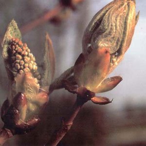 FLORAL DE BACH: Chestnut Bud