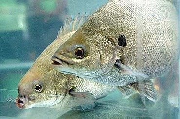 Malaysian's Food Taste: Delicate and delicious Organic jade perch is ...