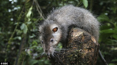 FUN TO BE BAD: Giant Rat Found in 'Lost Volcano'