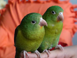 BROTOGERIS JUGULARIS