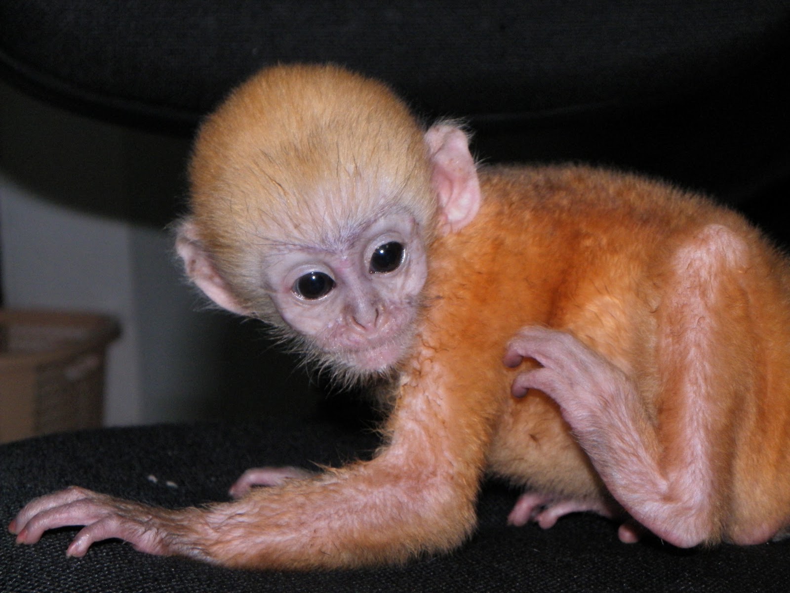 SIDI PRANYOTO: Lutung Jawa (Trachypithecus auratus)