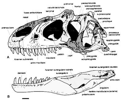 Le blog de Jérémy: L'anatomie des dinosaures