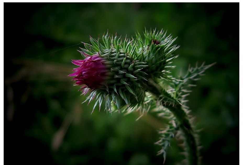 Aranyosfodorka napjai: ..azt dédelgeted, ami gátol...
