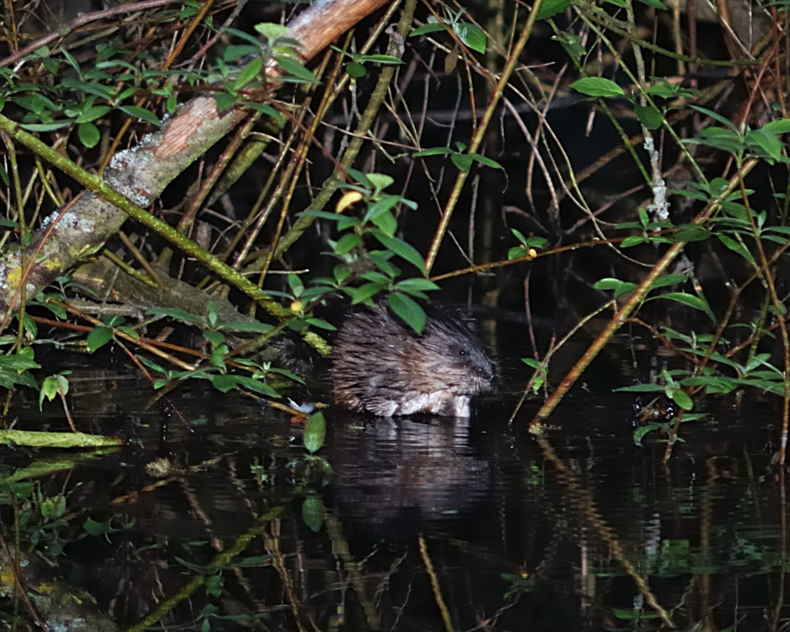 Of Paramount Importance: Beavers - They Know how to Engineer Streams!