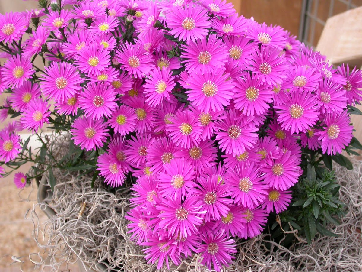 Taya Paisagismo: Aster