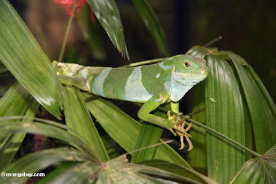 Iguanas del caribe: IGUANA CON CRESTA DEL FIJIAN