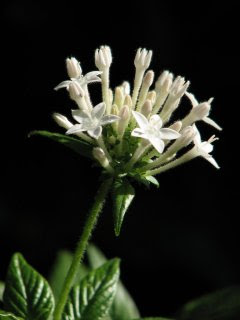 World Through Anuradha's Camera: Niphredil