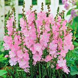 Lavender Garden Cottage: Flower of the Day - Little Princess Miniature ...