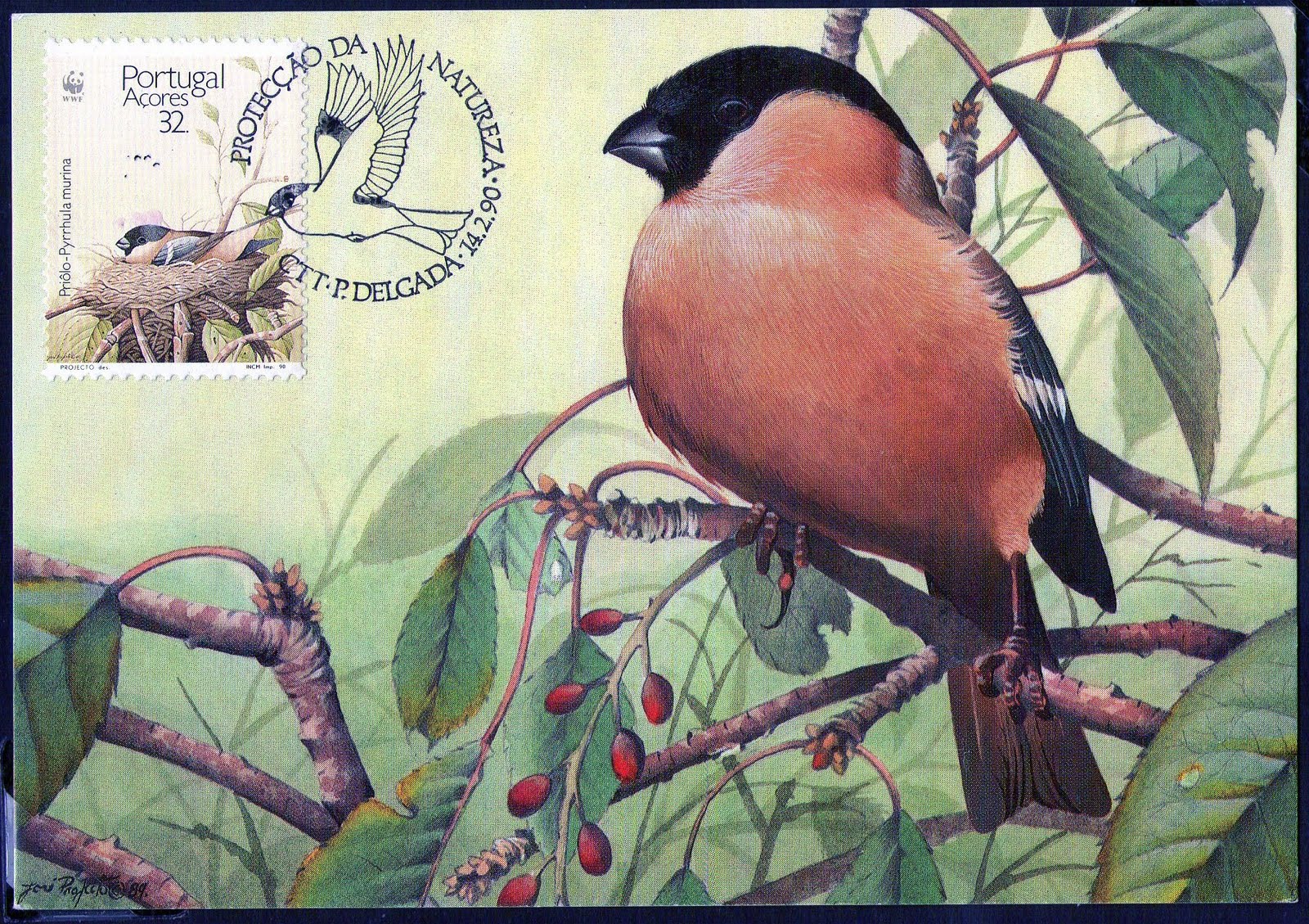 Selos e Aves: Priolo