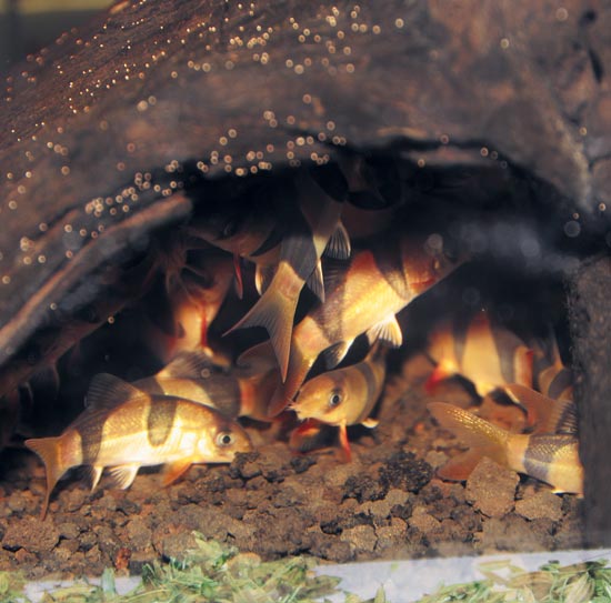 Breeding Tropical Fish Botia Macracantha | Exotic Tropical Ornamental ...