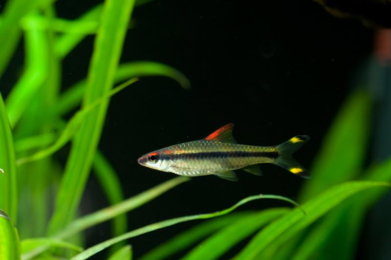 Red Line Torpedo Barb Puntius Denisonii | Exotic Tropical Ornamental ...