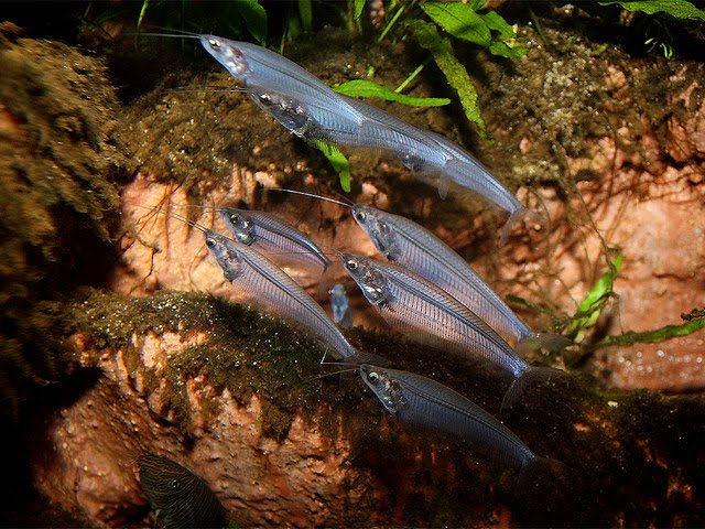 Glass Catfish Kryptopterus Bicirrhis | Exotic Tropical Ornamental Fish ...
