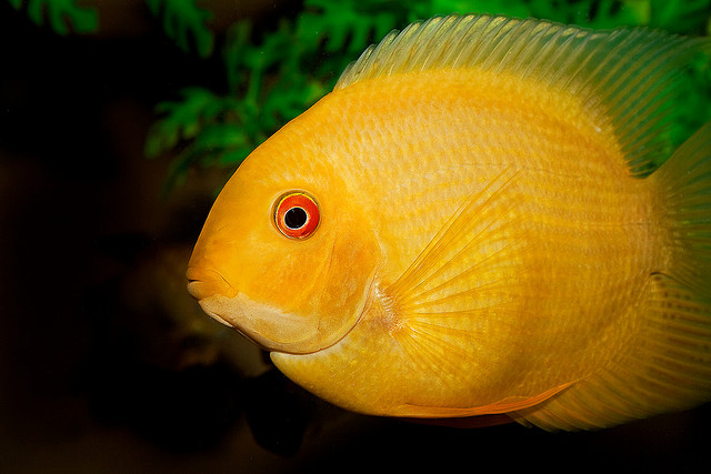 Tropical Cichalasoma Severum | Exotic Tropical Ornamental Fish Photos ...