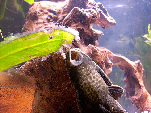 Top Algae Eaters for Fish Tank | Exotic Tropical Ornamental Fish Photos ...