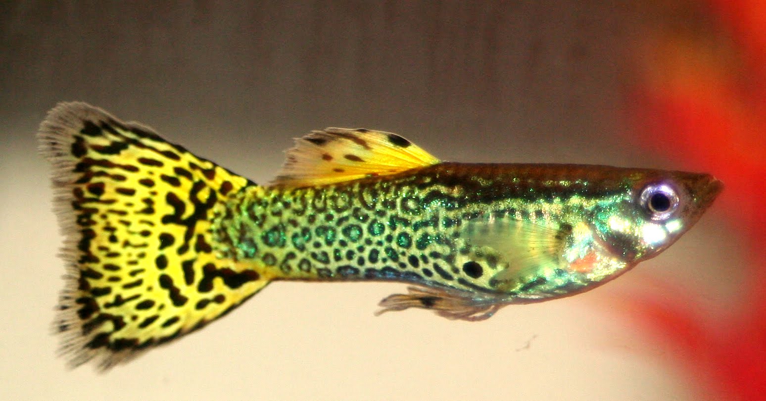 First Time Guppy Breeding