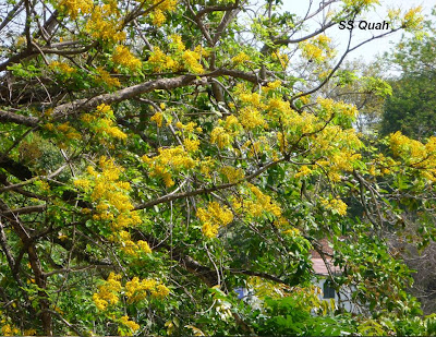 SS Quah's Anything Goes: When the Angsana flowers bloom