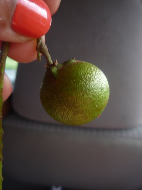 Nicole: Caribbean Fruits: Guineps, Sugar Apple & Sea Grapes