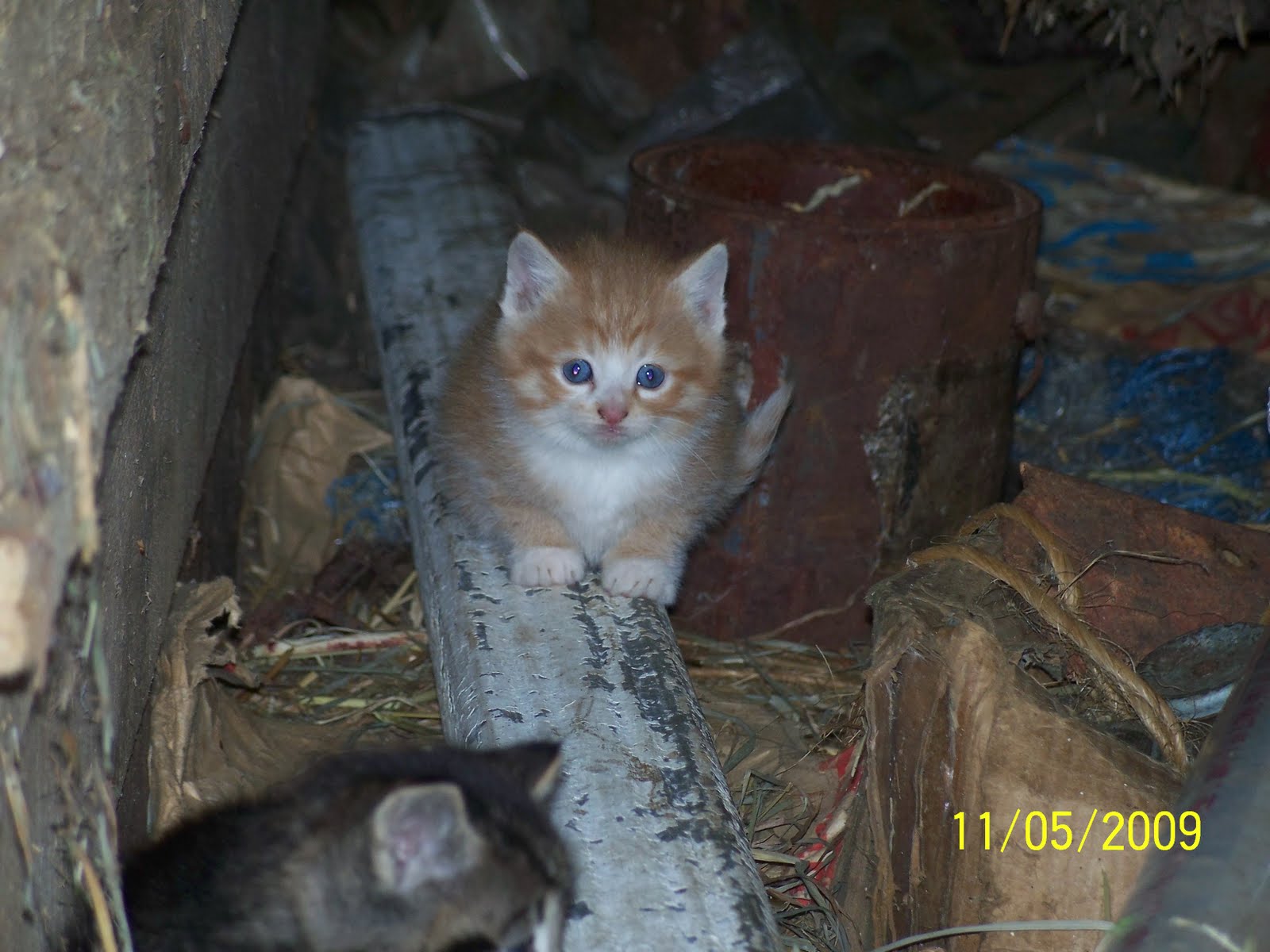 A Couple of Farmers At Maple Lawn Farm: Barn Kittens