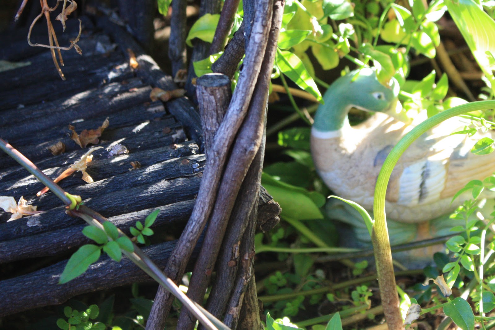 Silver Linings 4 ME: GARDEN GUARD-ESS!!!