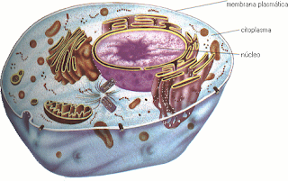 BioCell: A Célula