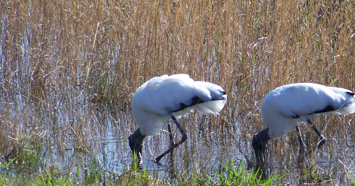 Simply Living: Rare storks visiting our lake are treat