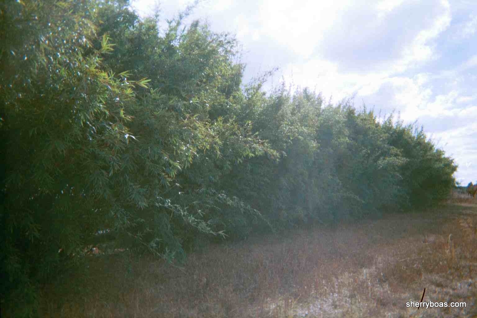 Bambusa multiplex Silverstripe – Green Hedge Clumping Bamboo | Bamboo ...