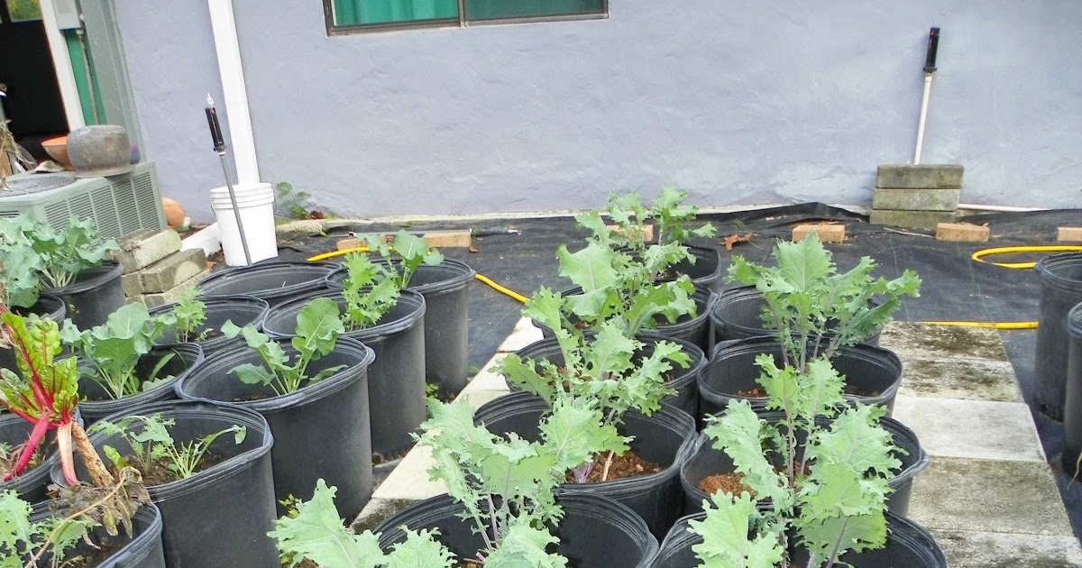 Simply Living: Versatile kale packs nutritional punch