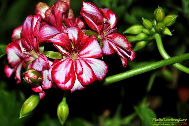 PhotoLeoGrapher - Lights and Shadows in life. In Your Life... that last ...