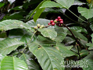 Pharmacognosy: Coffea Arabica