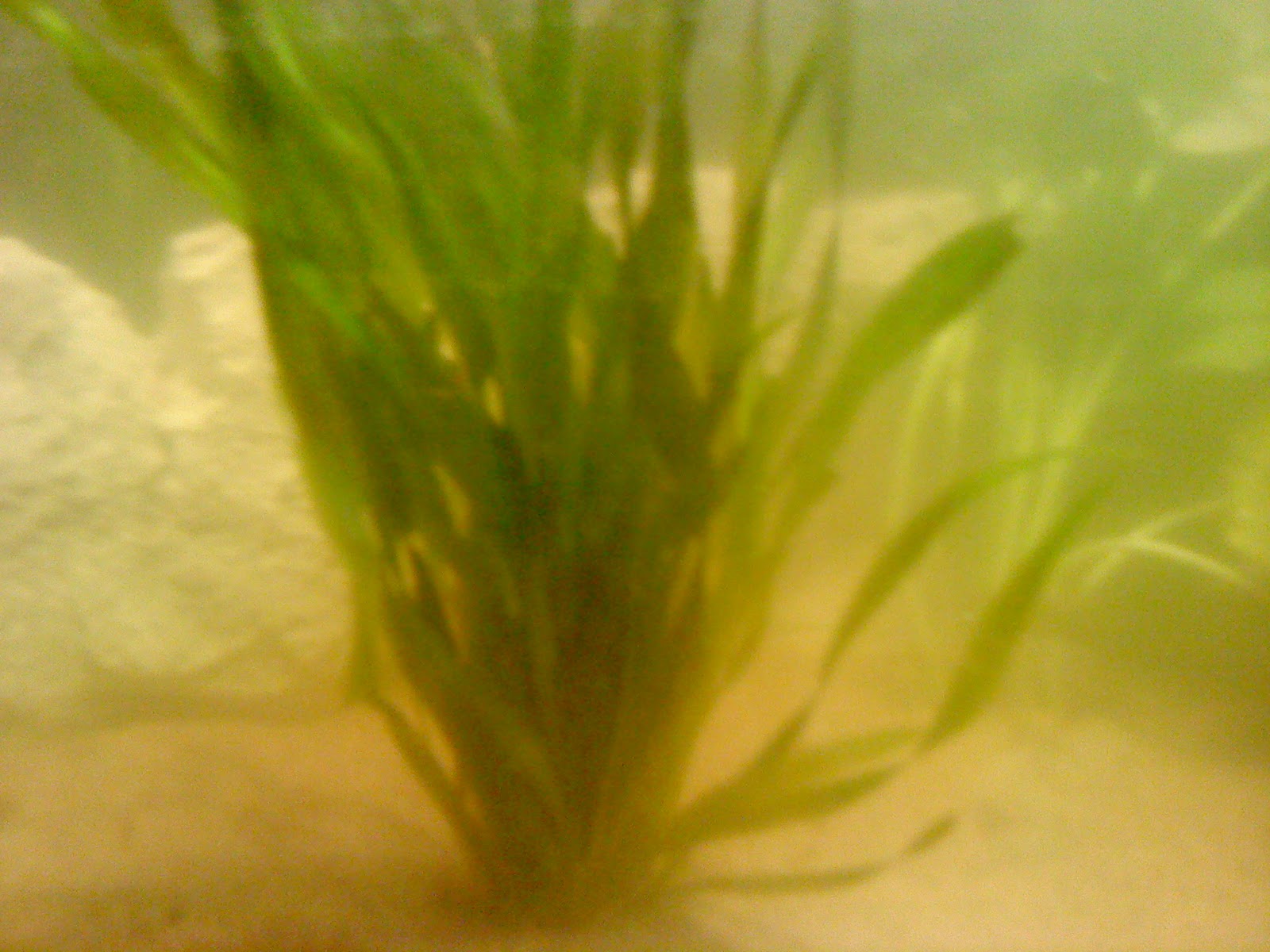 Freshwater Aquarium Setup step by step guide