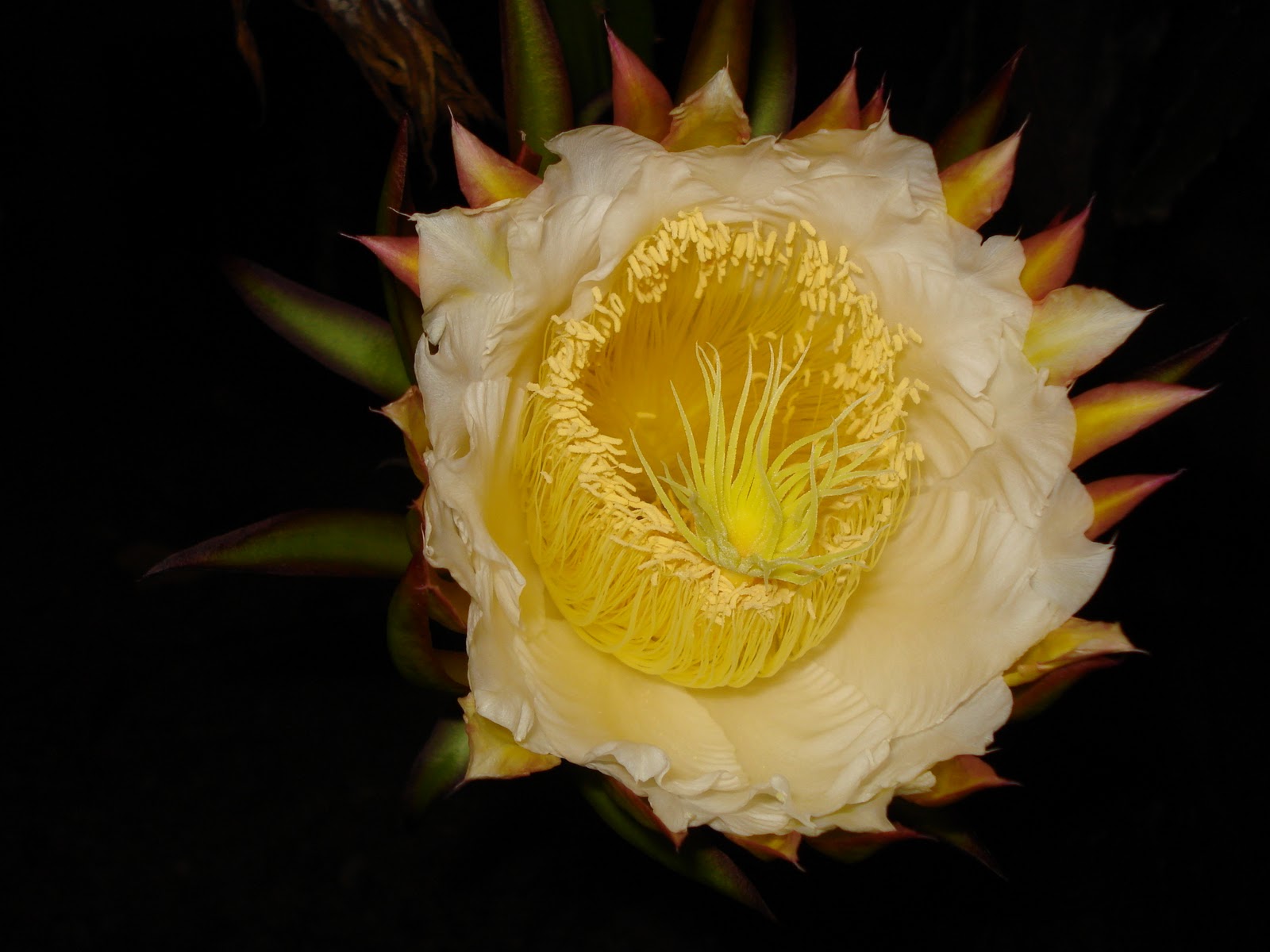 TEROPONG TEROPONG: Buah Naga