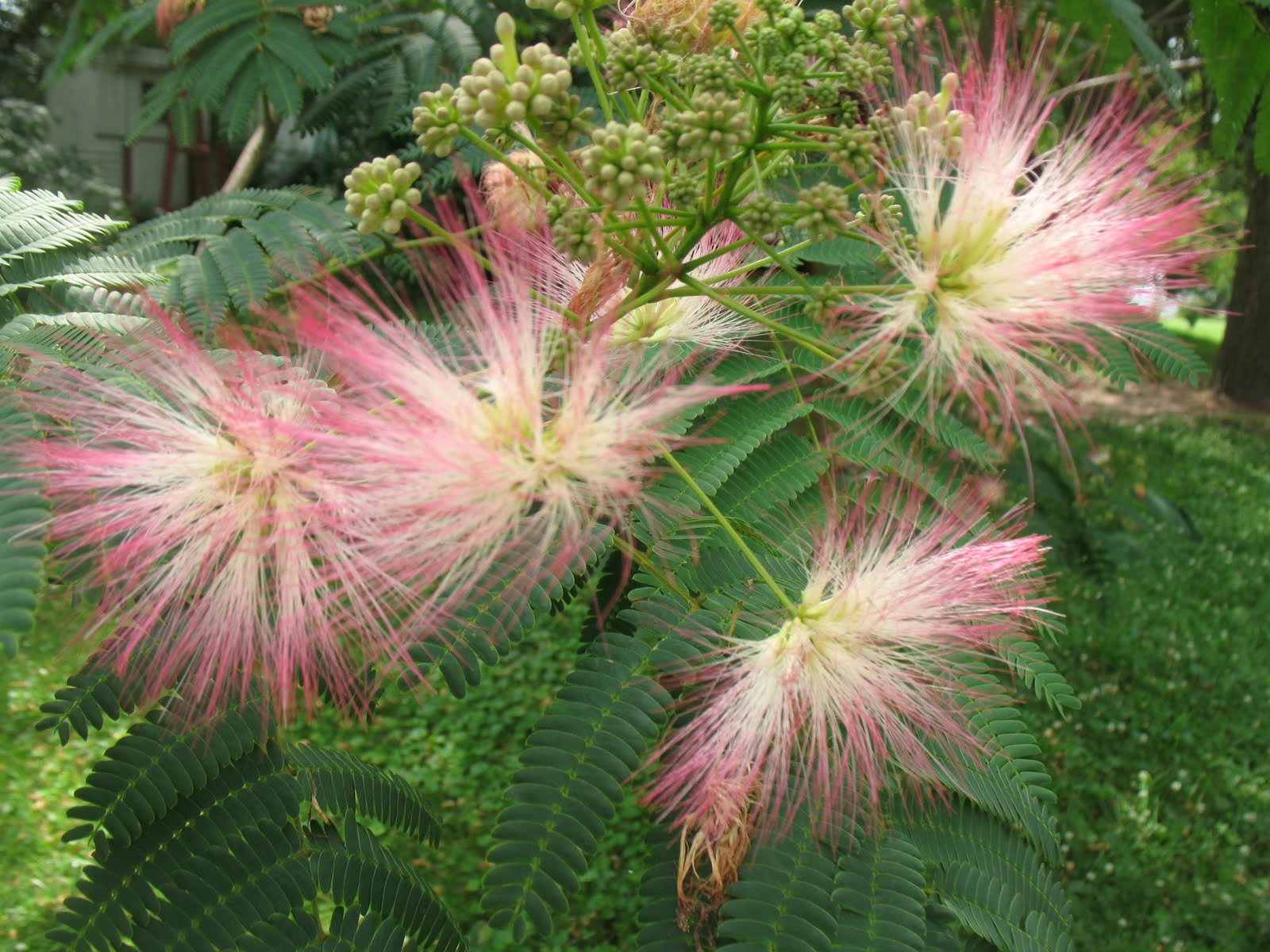 Tree With Flowers That Look Like Feathers at Nicole Paul blog