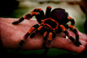 Darren Shan Fan: El Diario de Annie - Annie Shan ( español)