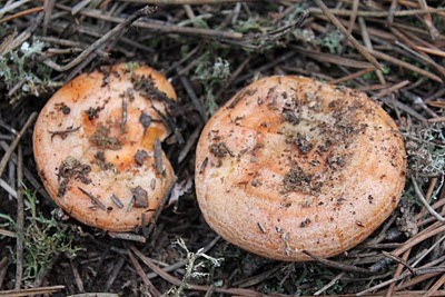 viseufunghi - Cogumelos : Miscaro amarelo