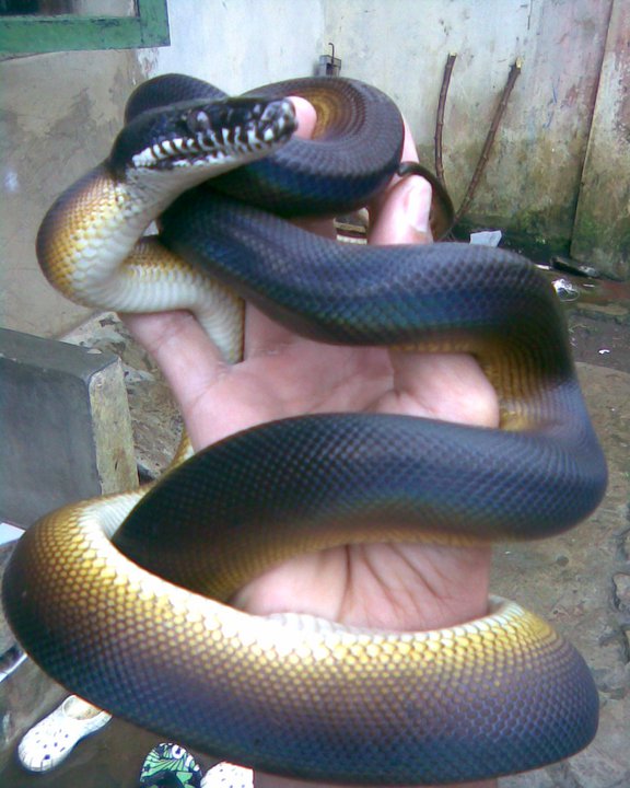 White lipped python - Leiopython albertisii ~ Reptiles
