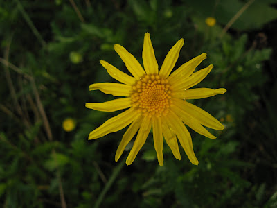 Dublin Flora: Euryops pectinatus 'Viridis'