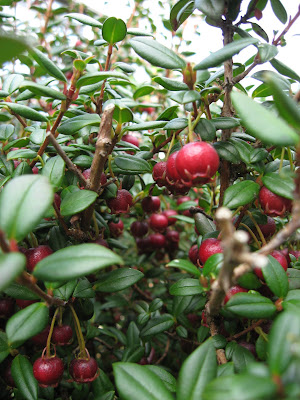 Dublin Flora: Ugni molinae