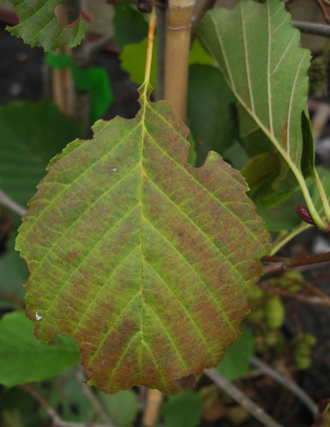 Dublin Flora: Alnus glutinosa