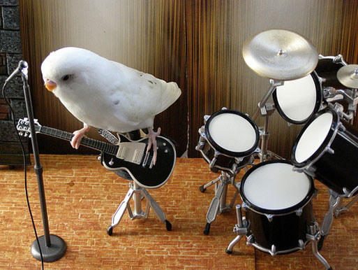 Just Be Real: ROCKER BIRD
