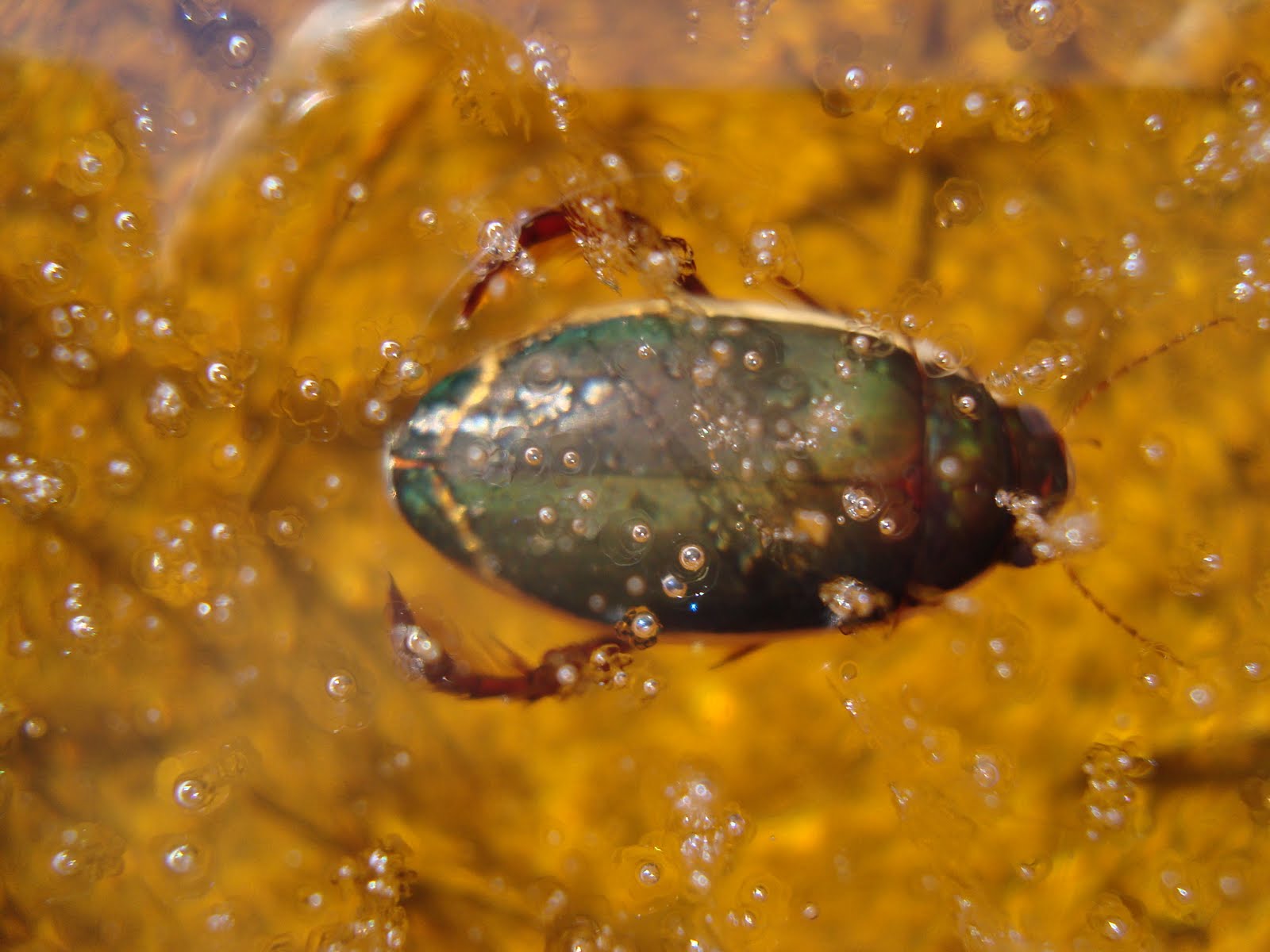 Oxygen Grows On Trees: Water beetle under the ice.