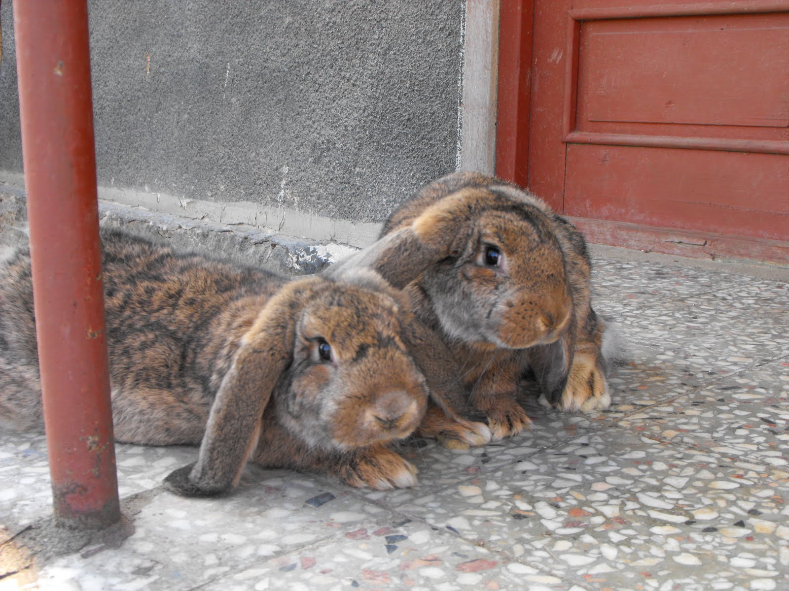 IEPURI DE VANZARE: iepuri di rasa berbec german