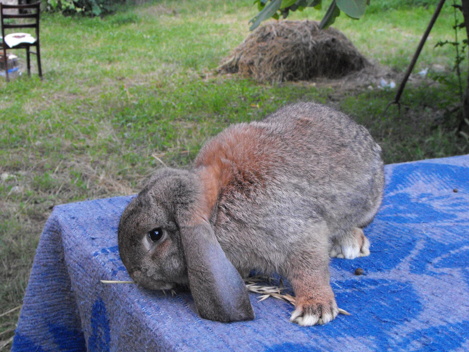 IEPURI DE VANZARE: iepuri di rasa berbec german